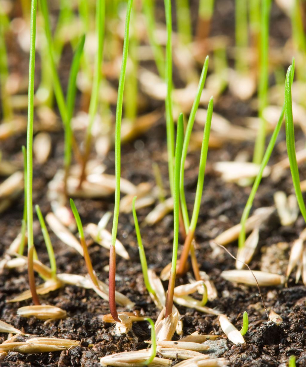 Slit seeding a lawn - an expert guide to doing it | Homes and Gardens