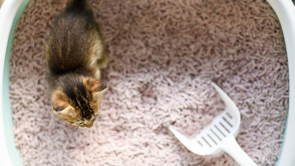 How often to change cat litter, according to a vet | PetsRadar