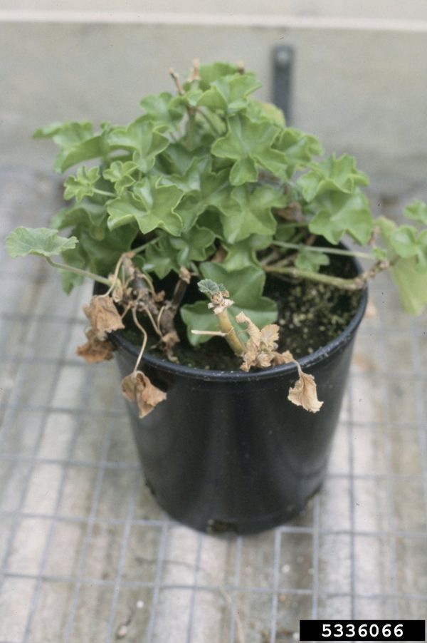 Tips & Information about Geraniums | Gardening Know How