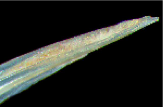 Venomous Fish: Page 2 | Live Science