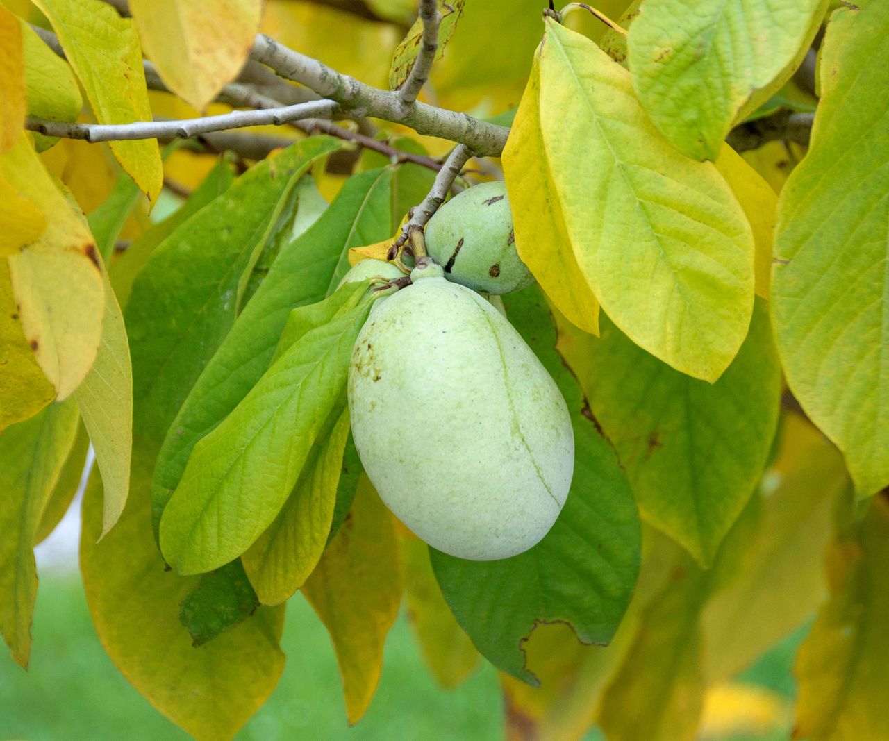Pawpaw tree care and growing guide –expert tips for success | Homes and ...