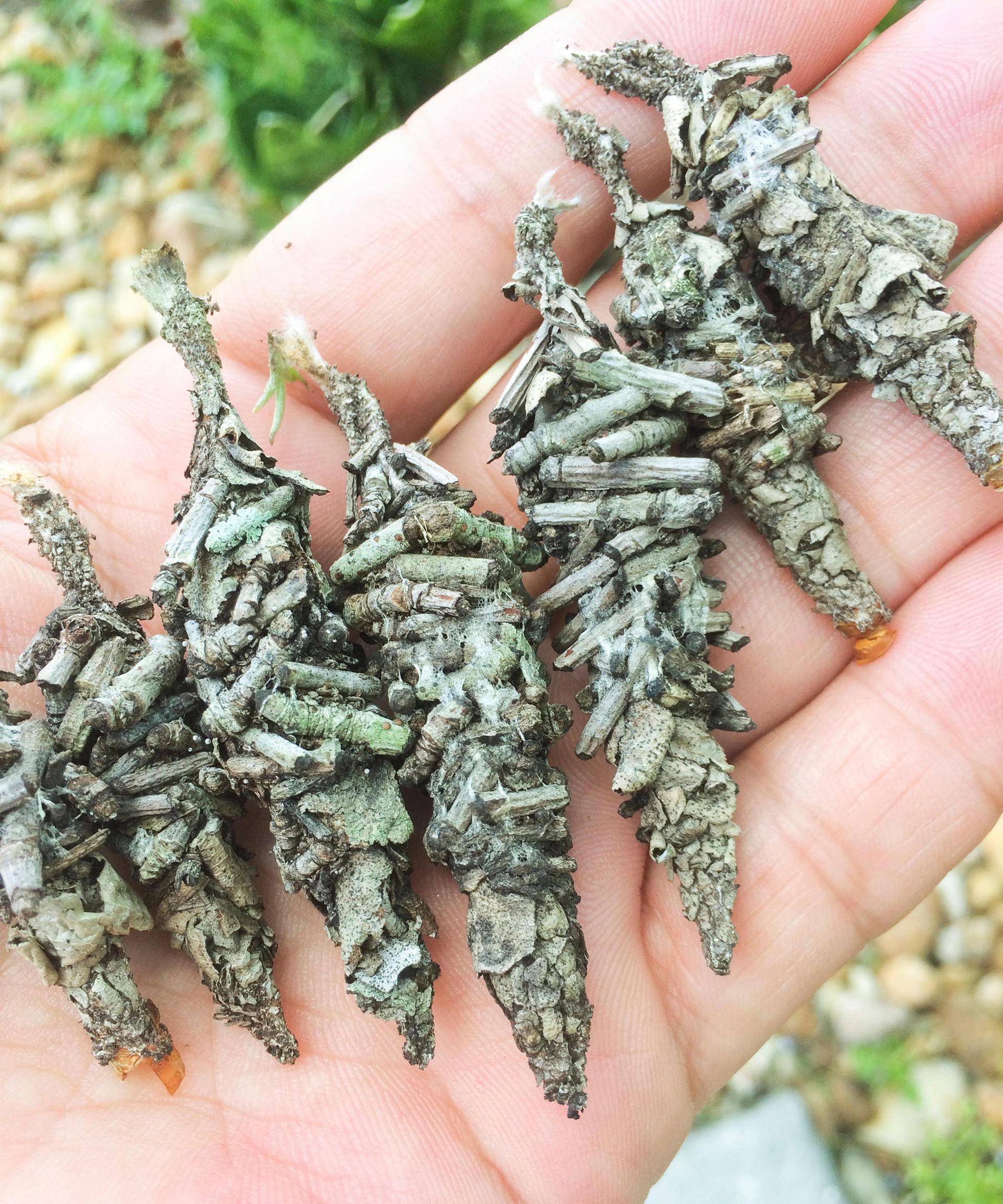 Green giant arborvitae care and growing guide | Gardeningetc