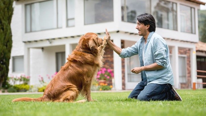 12 great brain games for dogs | PetsRadar
