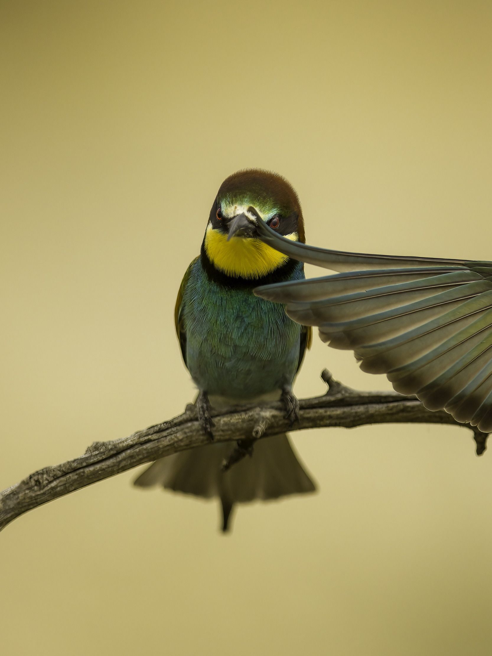 Some of the silliest animals on the planet, captured by you | Country Life