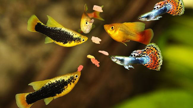 32 tips for taking care of fish | PetsRadar