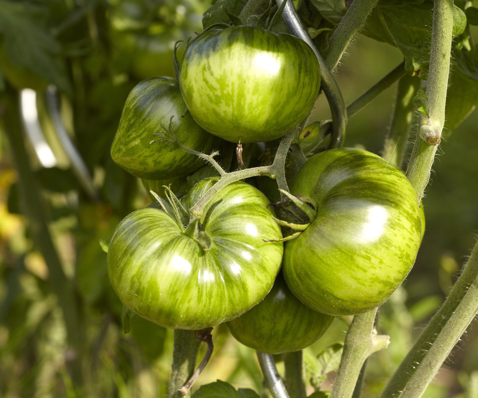 Tomato varieties: 8 of the best types of tomatoes to grow | Homes and ...