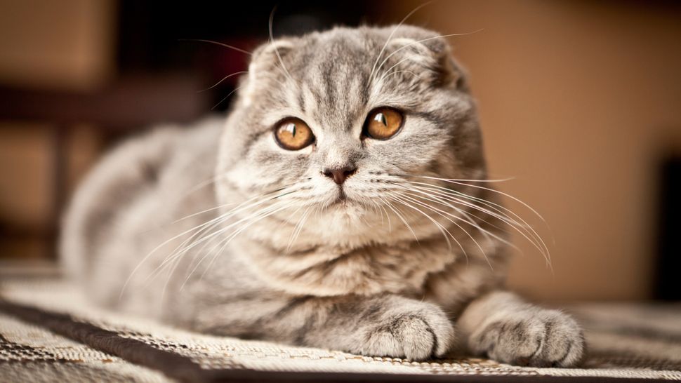 32 surprising facts about Scottish Fold cats | PetsRadar