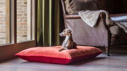 How to get rid of fleas inside the house: 5 ways to stop them | Homes ...
