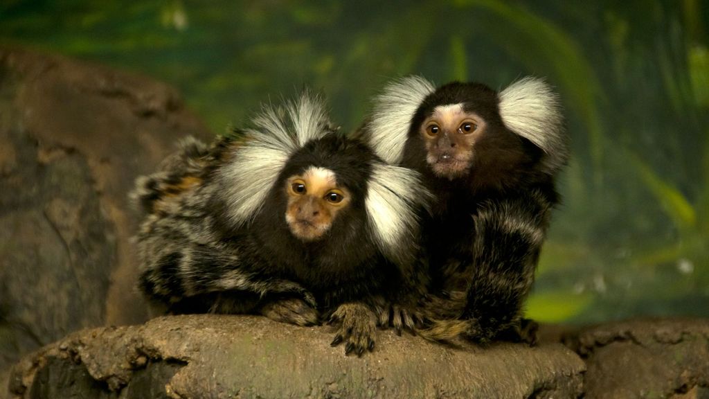 32 Of The Most Unusual Pets Ever Owned PetsRadar 32 Of The Most Unusual Pets Ever Owned PetsRadar