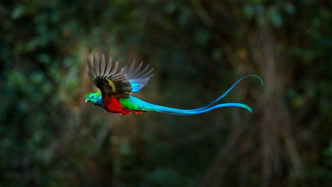 32 of the most colorful birds on Earth | Live Science