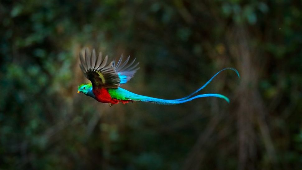 32 of the most colorful birds on Earth | Live Science