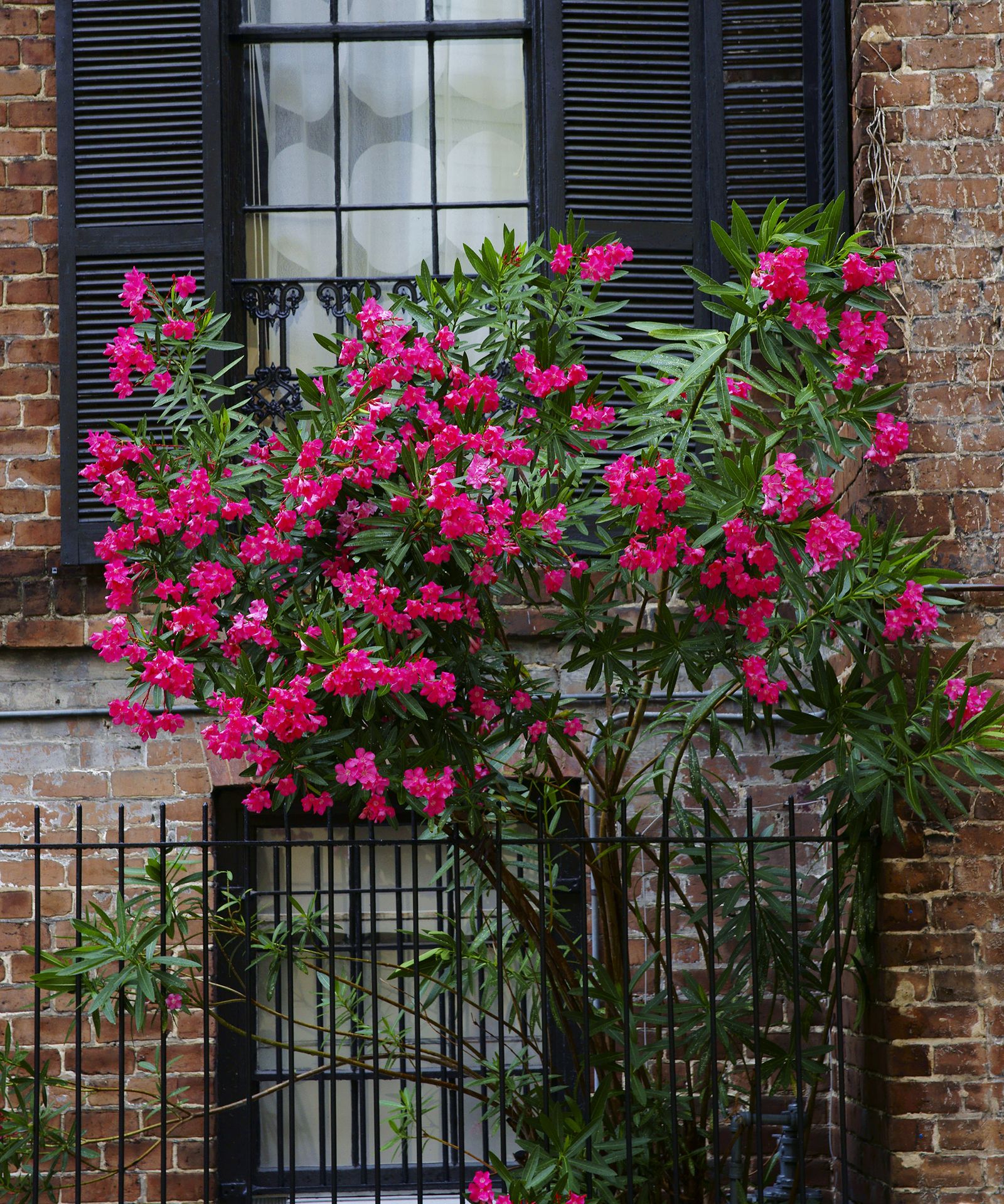 Oleanders growing guide: tips for these flowering shrubs | Gardeningetc