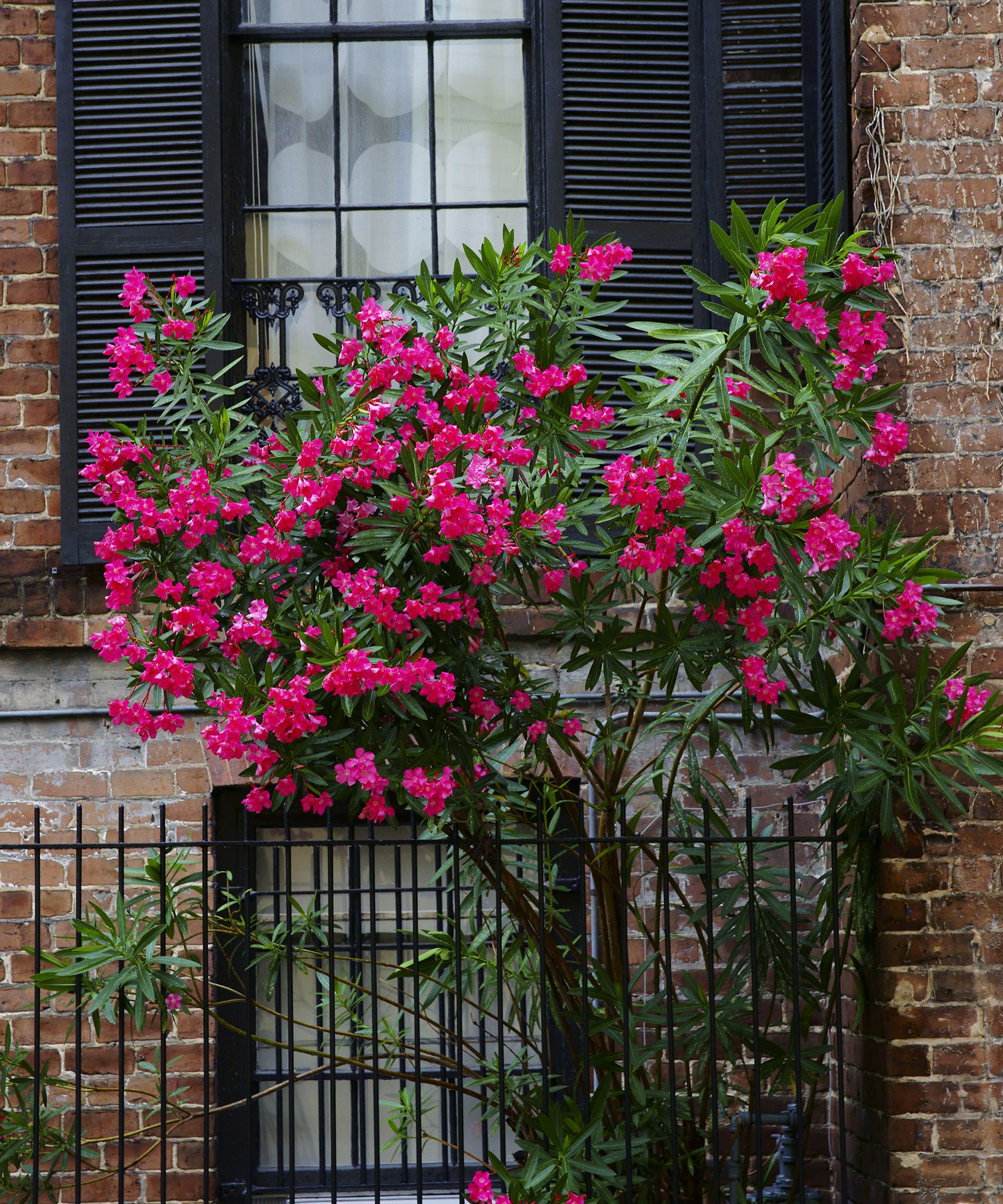 Oleanders growing guide: tips for these flowering shrubs | Gardeningetc