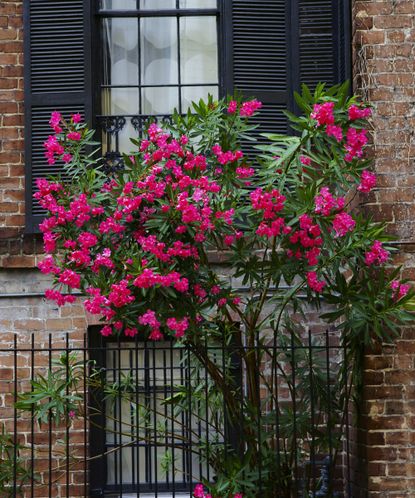 Oleanders growing guide: tips for these flowering shrubs | Gardeningetc