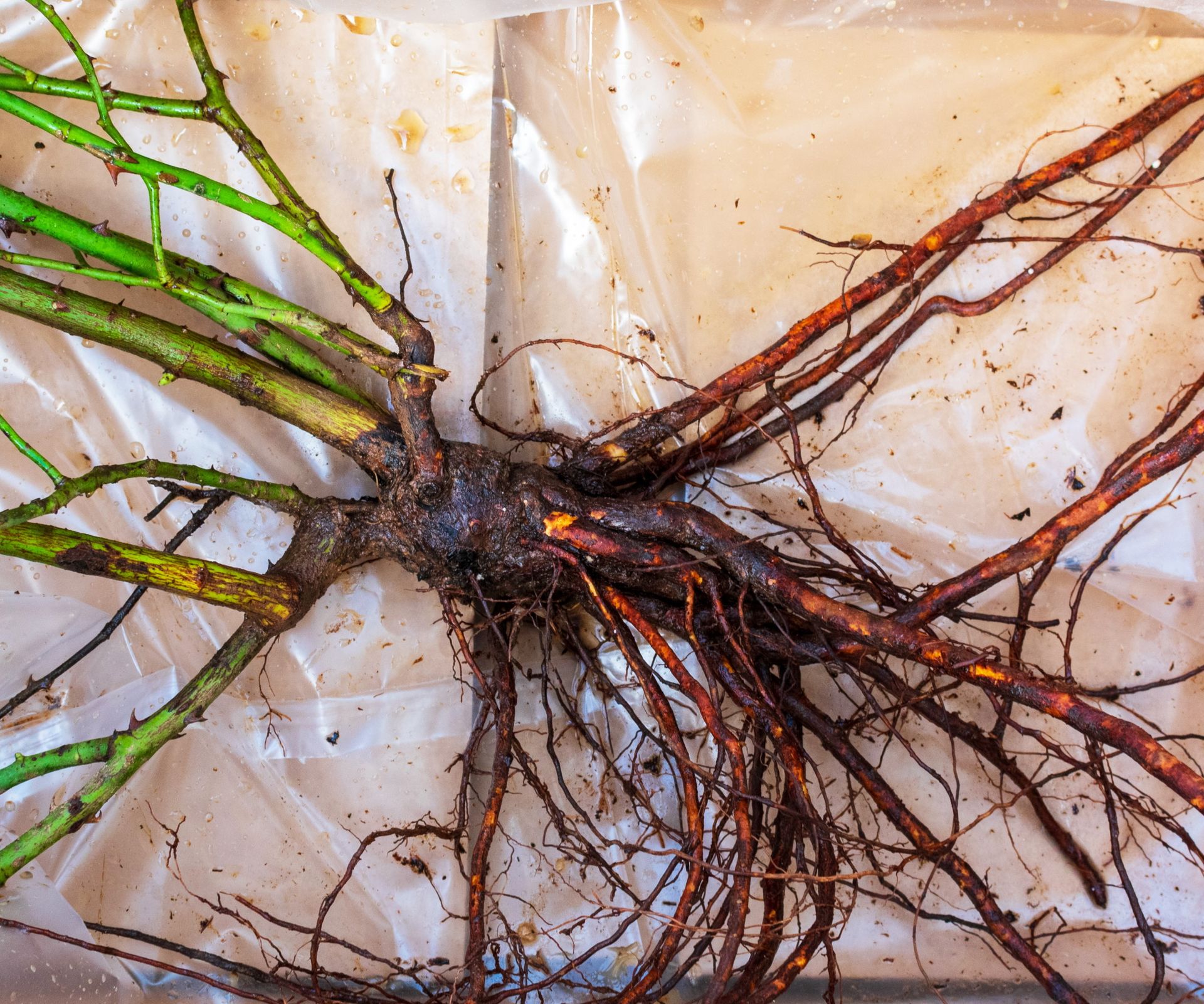 How to plant bare-root roses: an expert guide | Homes and Gardens