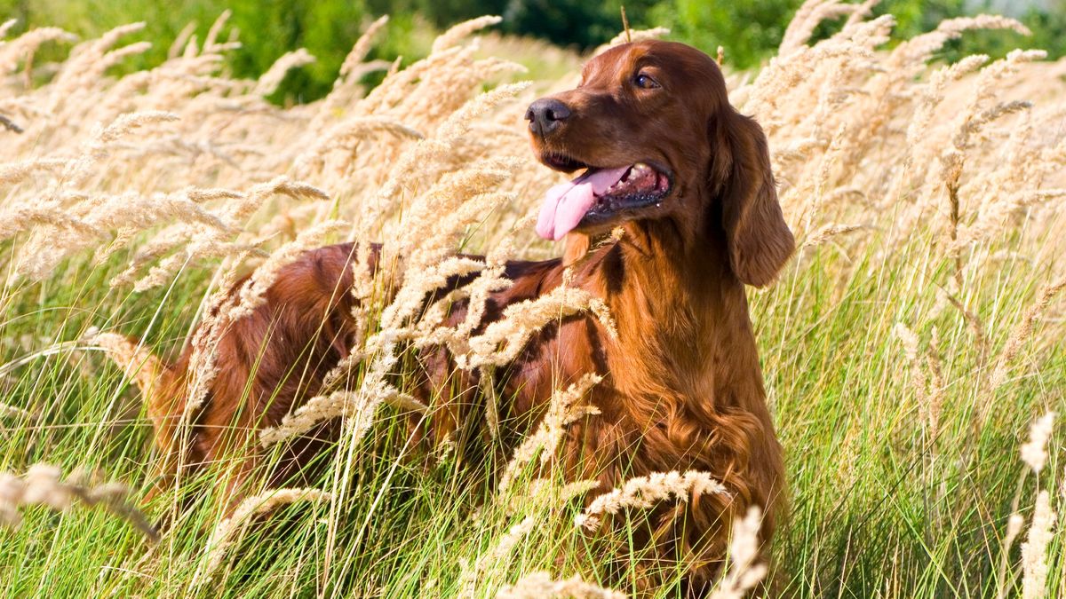 4 Setter dog breeds that make wonderful companions | PetsRadar