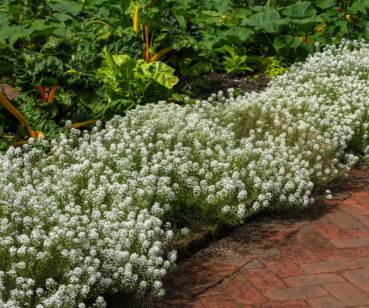 How To Grow And Care For Sweet Alyssum Plants | Gardening Know How