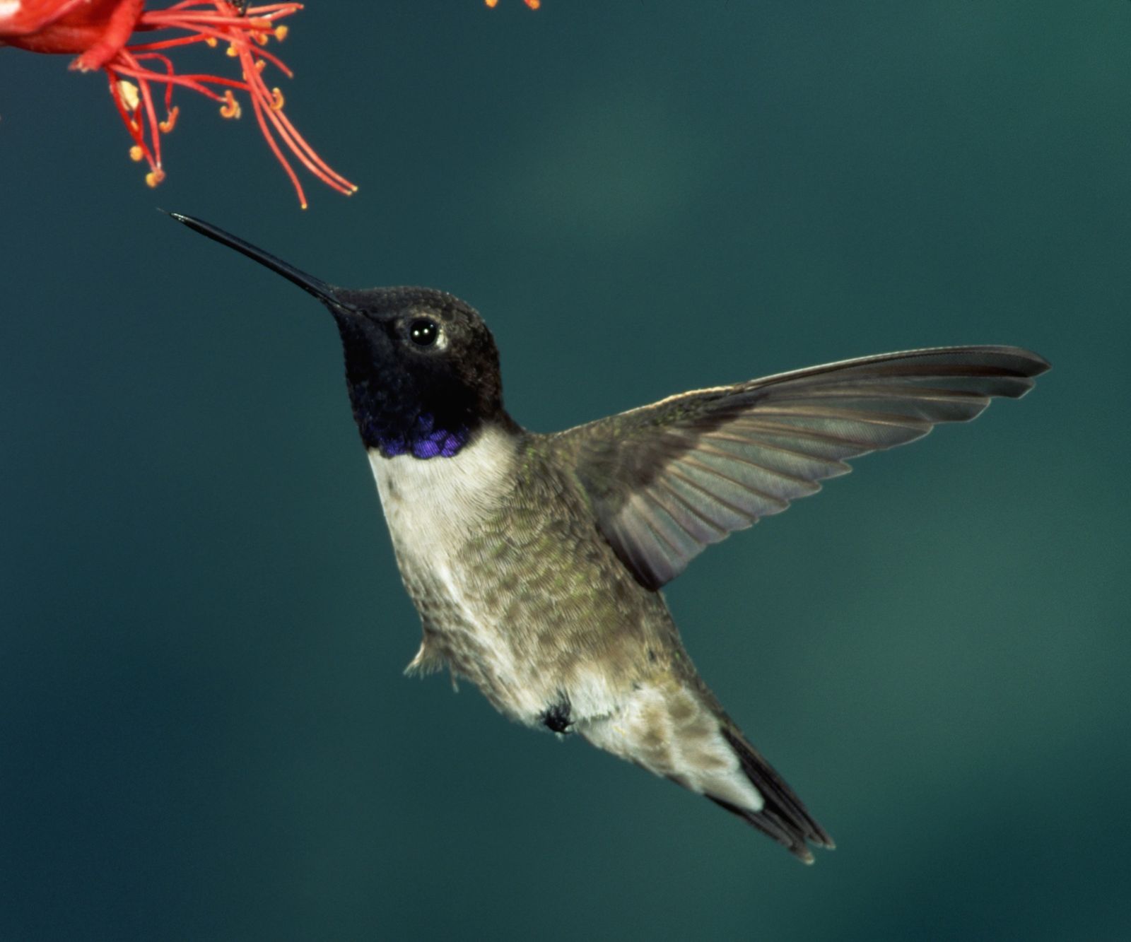 How to create a hummingbird border: wildlife garden advice | Homes and ...