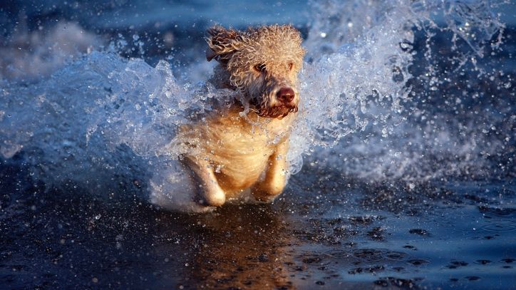 32 of the best outdoor dogs | PetsRadar