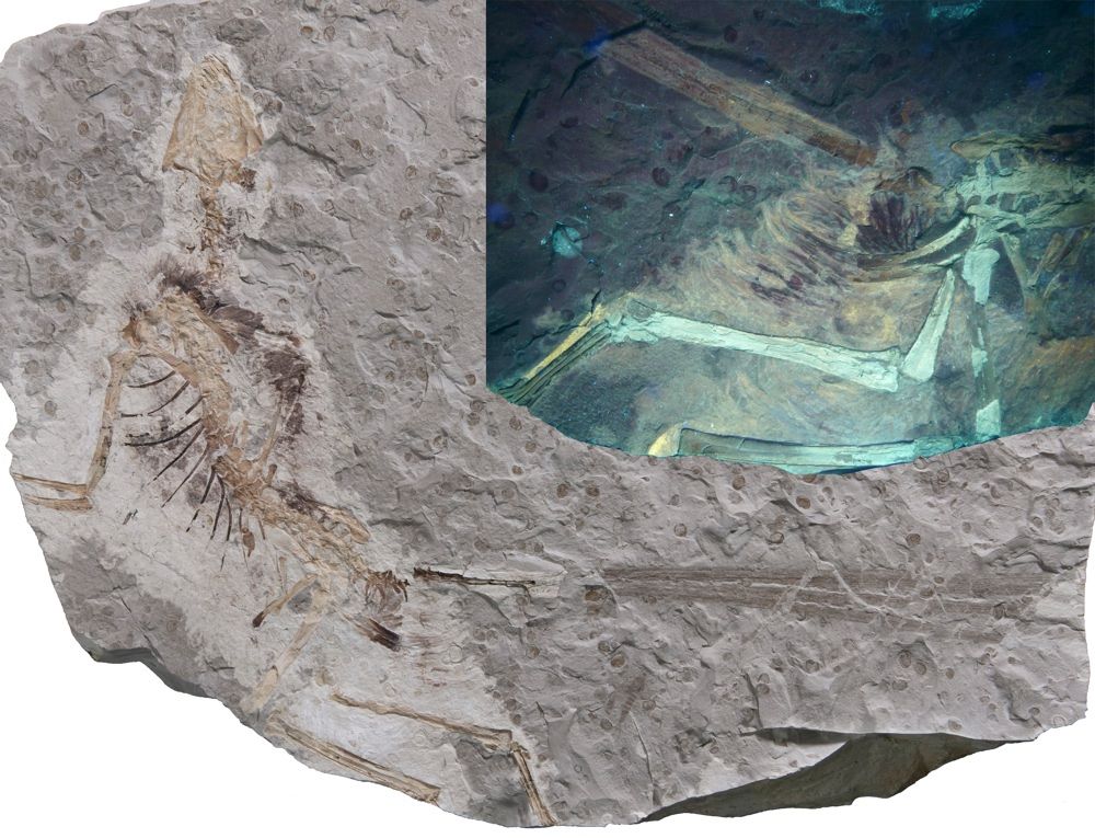 In Photos: Wacky Fossil Animals from Jurassic China | Live Science
