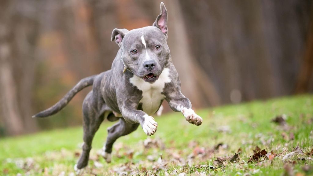 Weird things that dogs do that are actually completely normal | PetsRadar