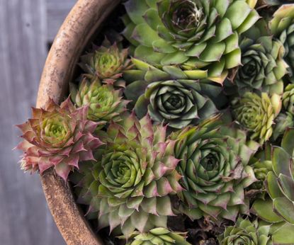 Best indoor succulents: 11 varieties to grow in your home | Homes and ...