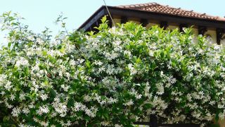 How and When to Prune a Loquat Tree for the Best Fruits | Homes and Gardens