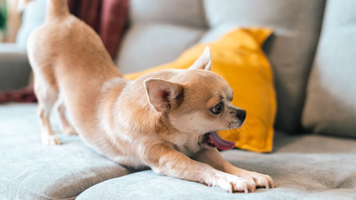 16 best dog breeds for remote workers | PetsRadar