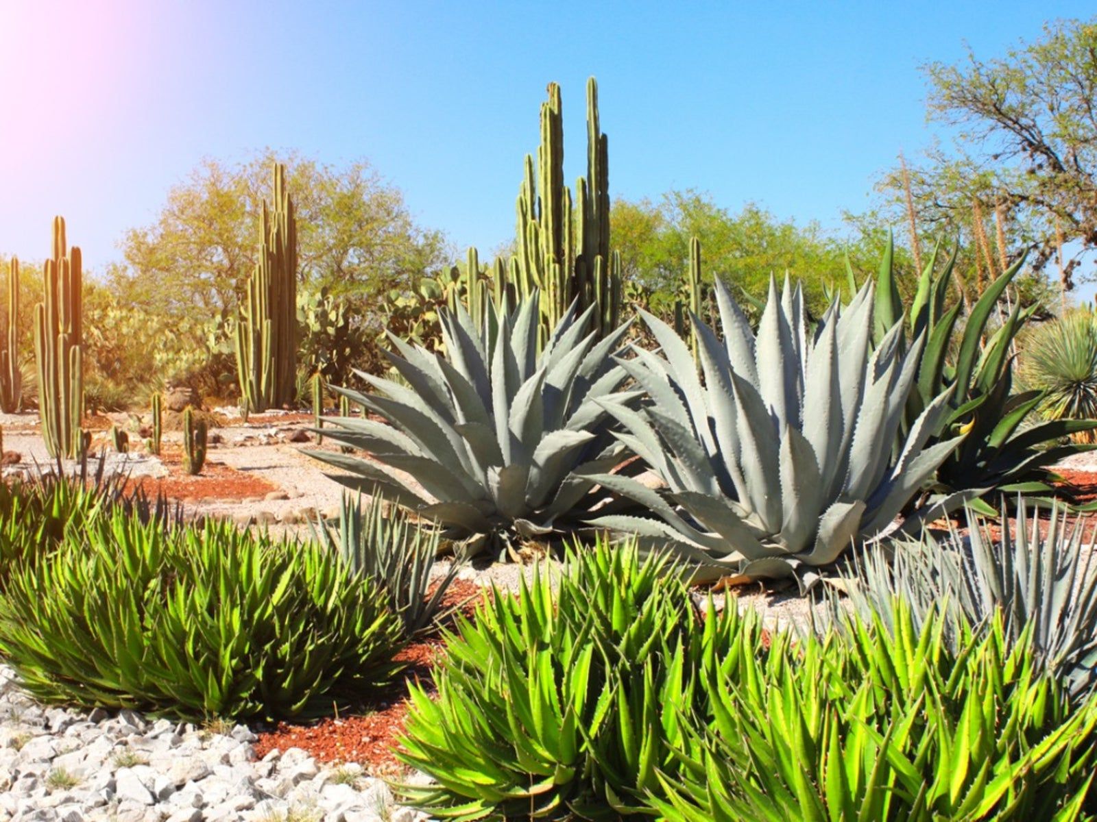 What Are Xerophytes - Types Of Xerophytic Plants For The Garden ...