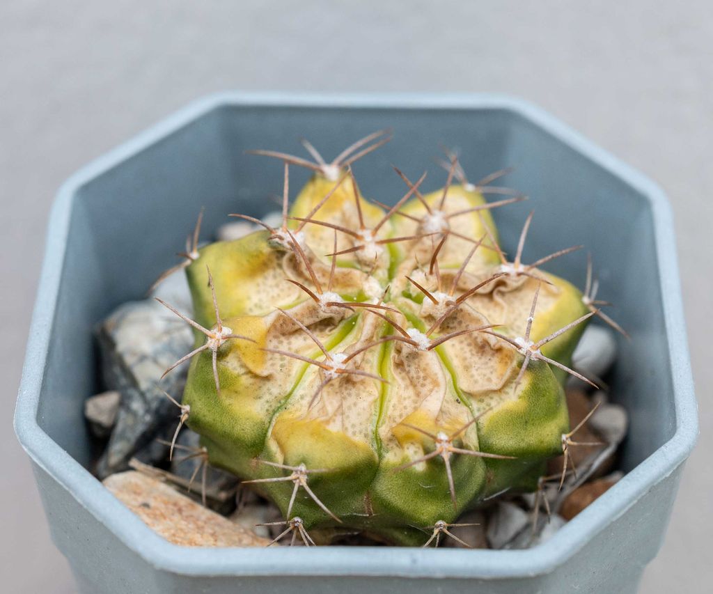 Why is my cactus turning brown? Reasons and solutions | Homes and Gardens