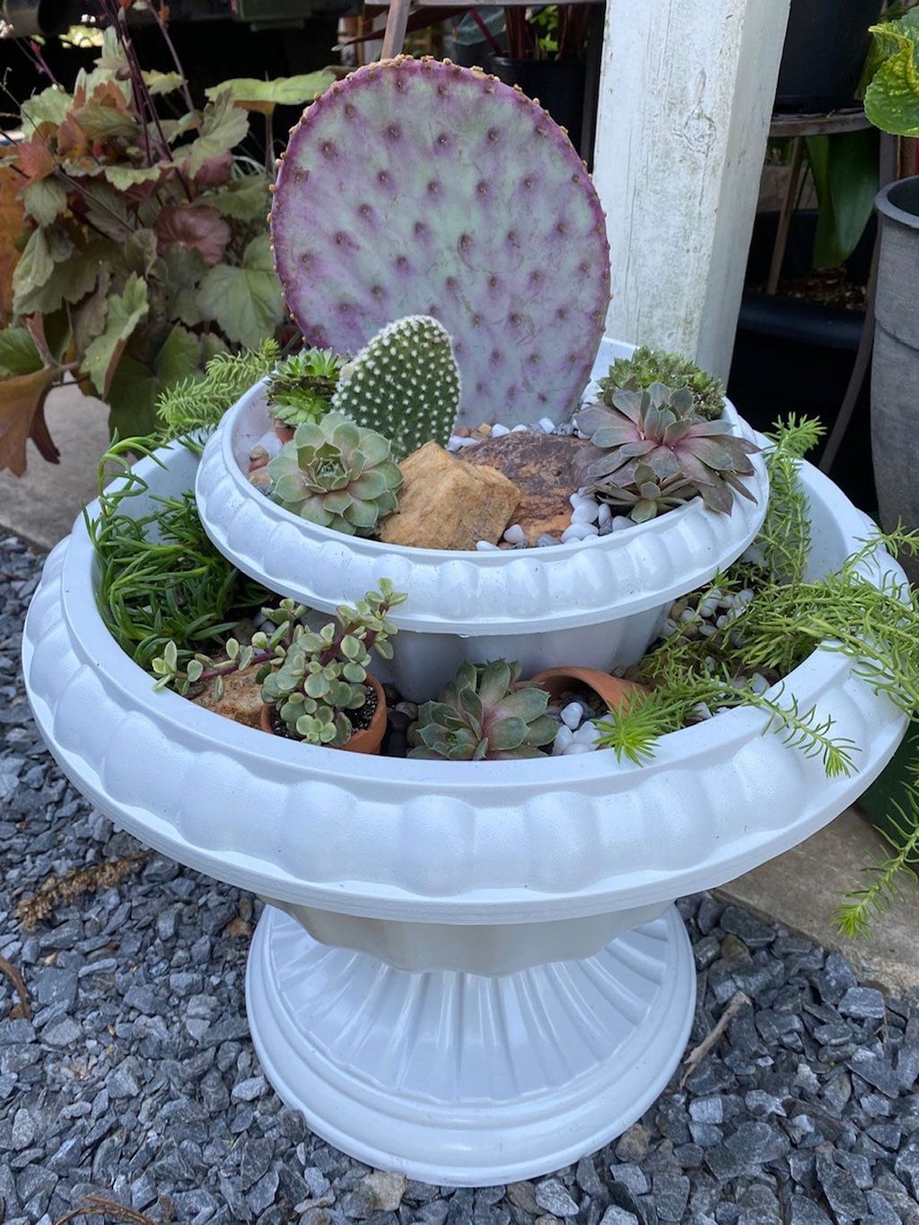 Potted Cactus Outside – Creating A Cactus Garden In Containers ...