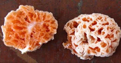 Meet SpongeBob Mushroom, a Funky New Fungus | Live Science
