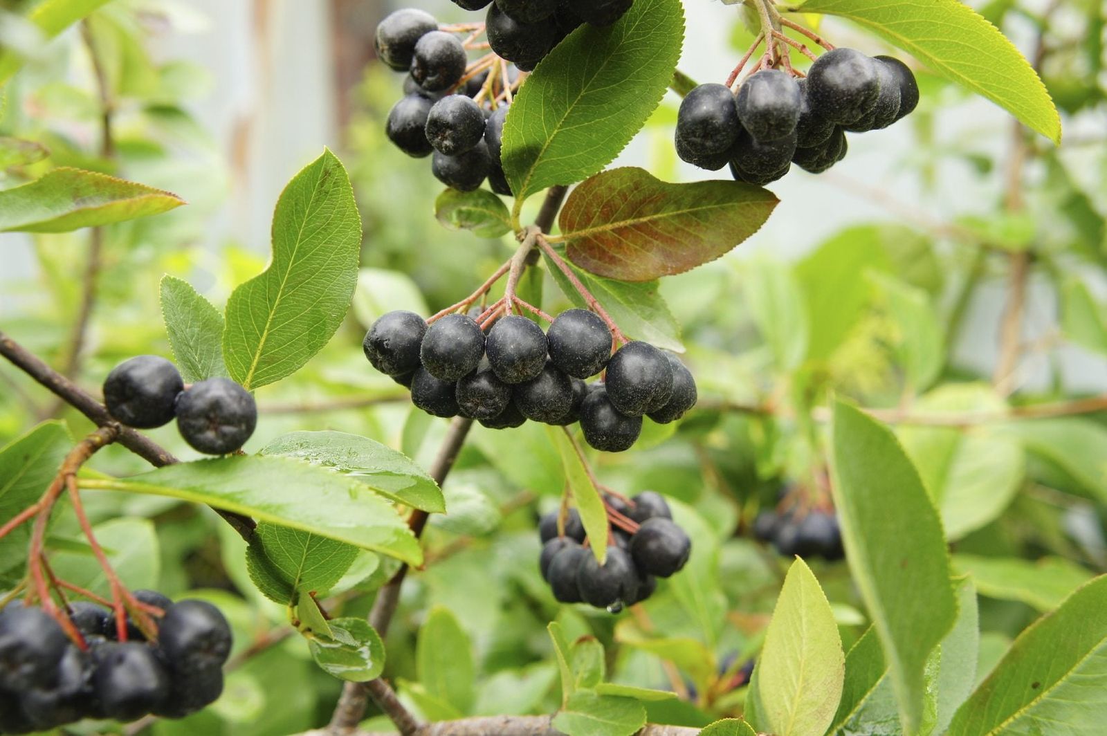 Aronia Berry Information - Tips On Growing Nero Aronia Berries In The ...