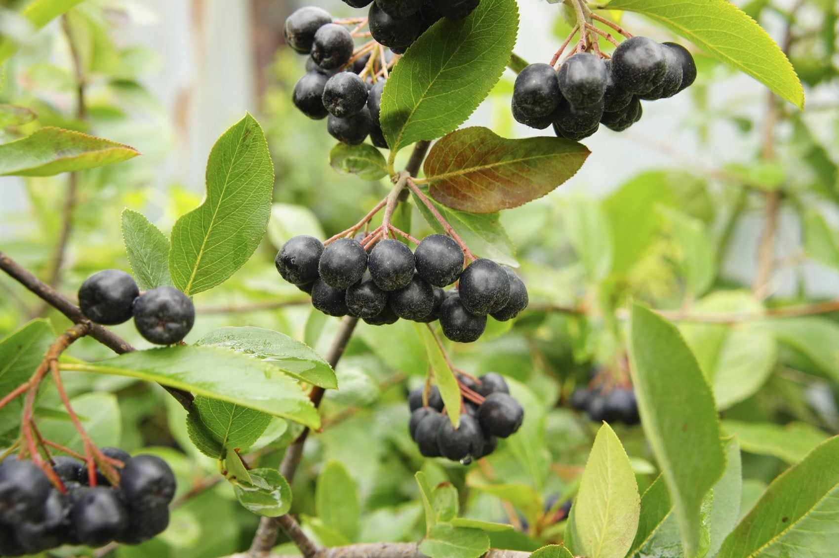 Aronia Berry Information - Tips On Growing Nero Aronia Berries In The ...