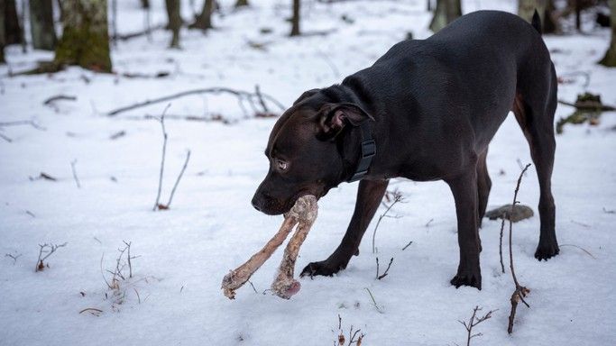 Heard of the predatory motor sequence? Trainer explains how it relates ...