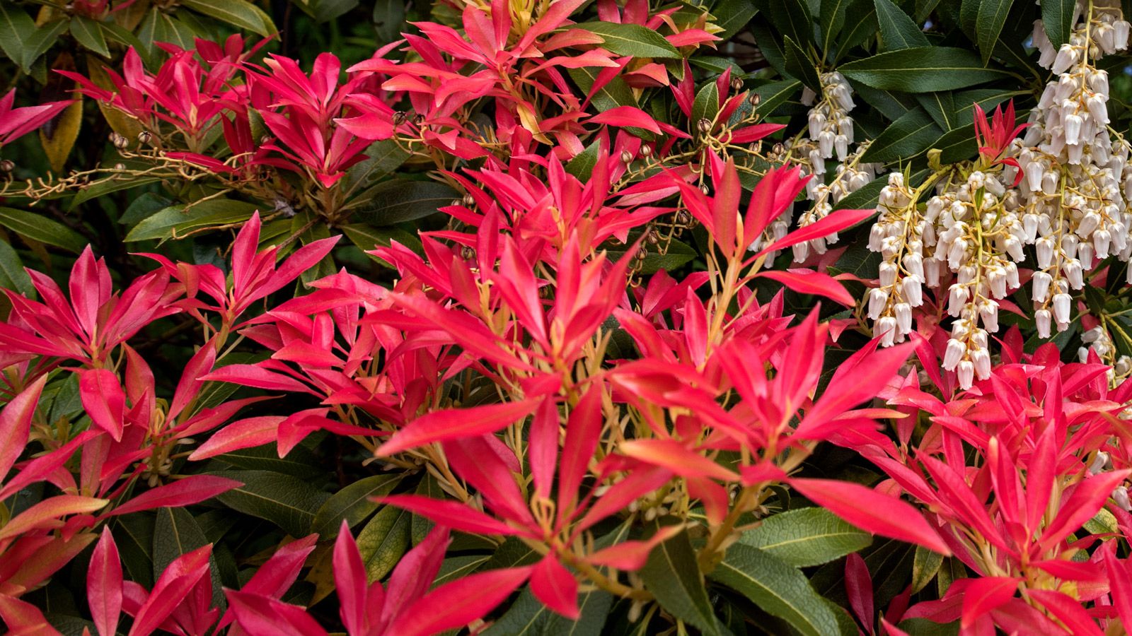 Pieris care and growing guide: expert tips on andromeda bush | Homes ...