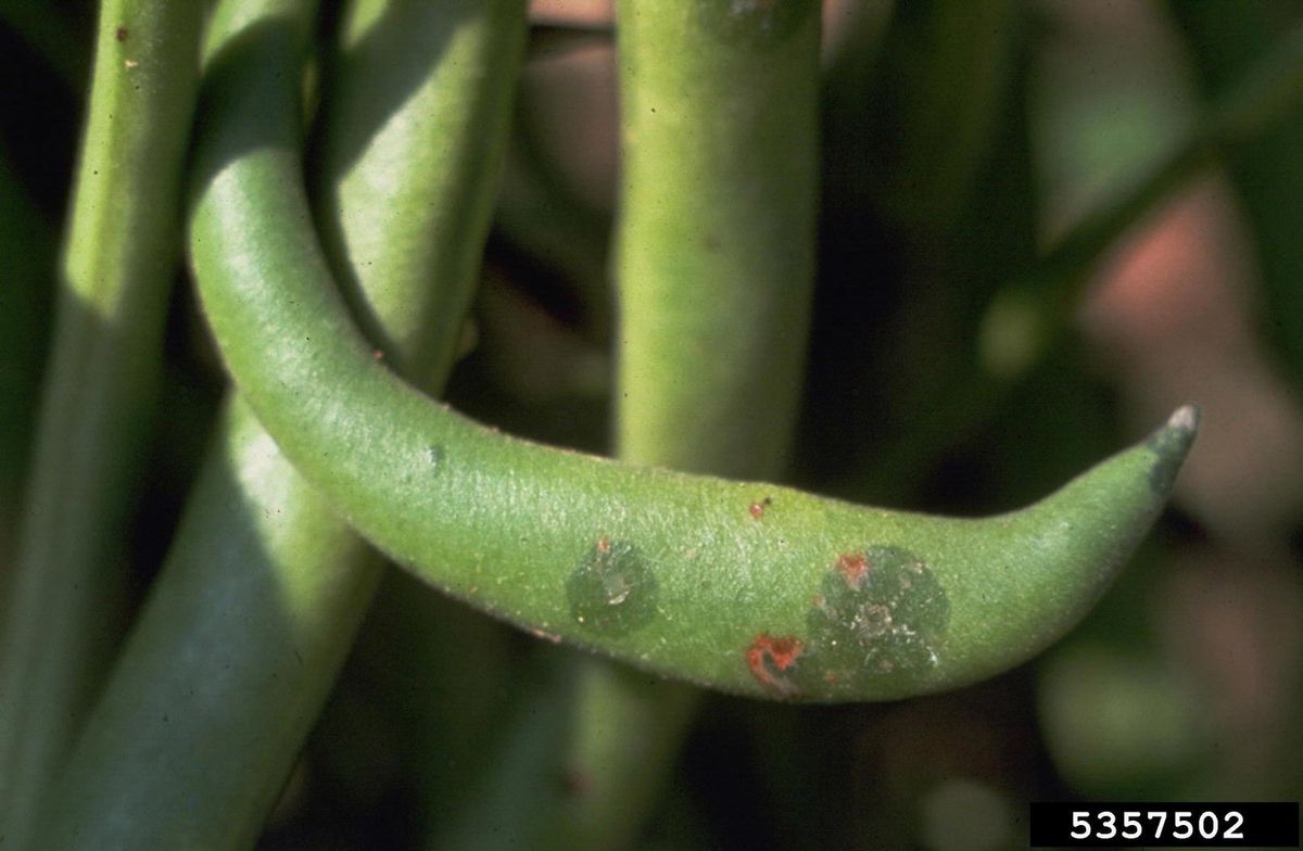 What Is Halo Blight - Learn About Symptoms Of Halo Blight In Beans ...