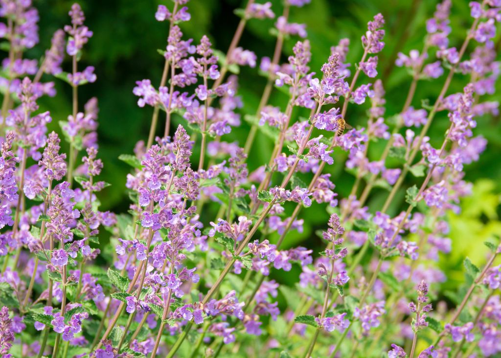 Plants That Can Withstand Heat and Cold — 11 Varieties Picked by ...