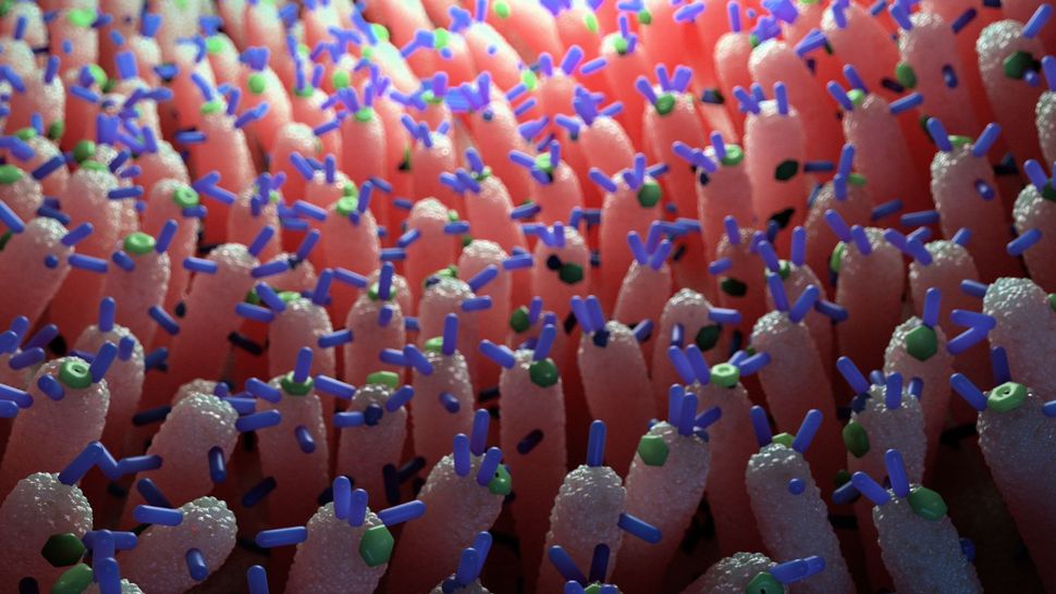 Mucus-loving gut bug could be key for controlling cholesterol, lab ...