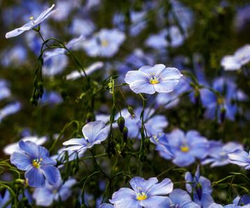 7 of the fastest growing flowers to plant in spring | Homes and Gardens