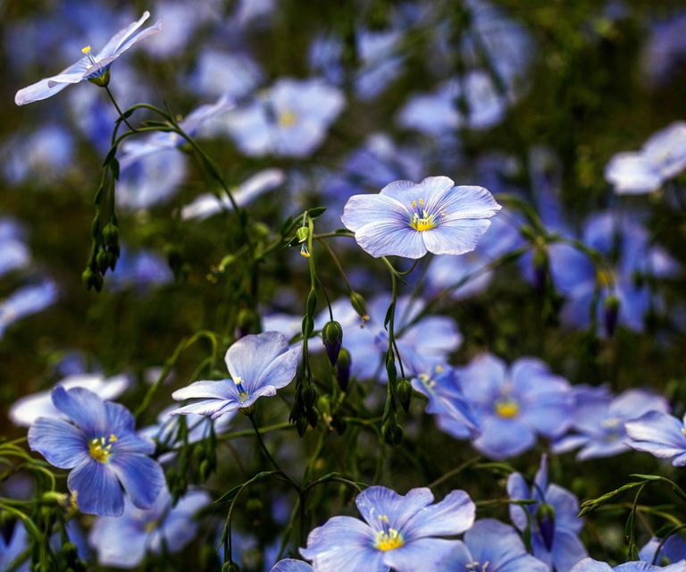 7 of the fastest growing flowers to plant in spring | Homes and Gardens