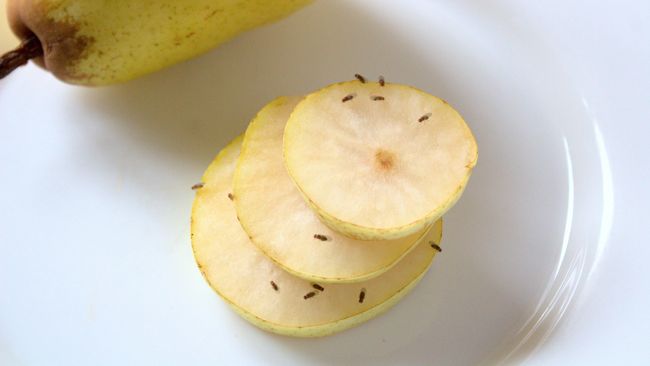 Pest experts reveal this $1 vegetable can help to repel flies around ...