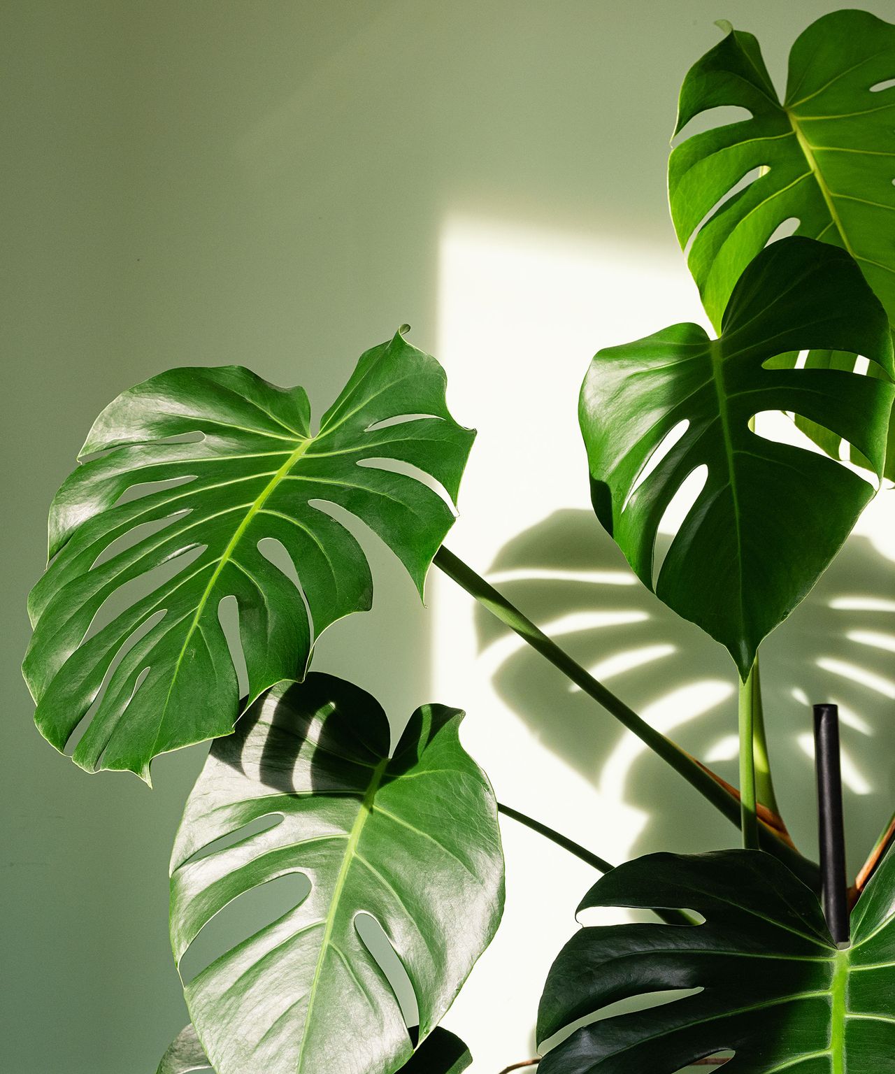 Why is my monstera drooping? Experts reveal 5 common reasons | Homes and Gardens