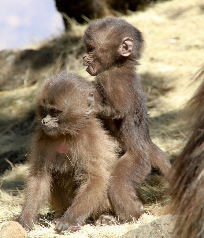 Image Gallery: Cute Gelada Monkeys | Live Science