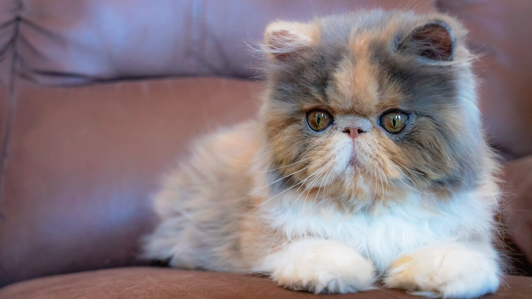 What is a dilute calico cat and how rare are they? | PetsRadar