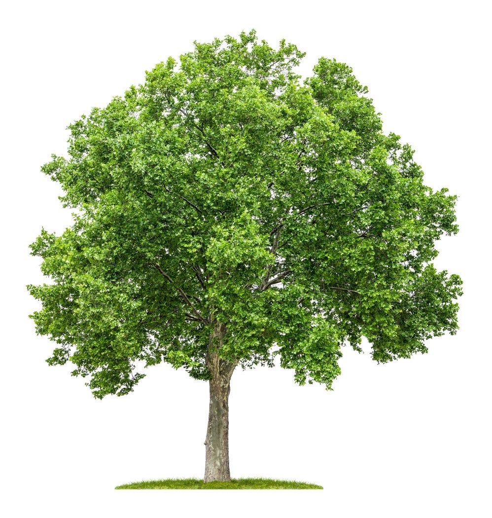 Plane Tree Uses: Learn About Using Plane Trees In The Landscape ...