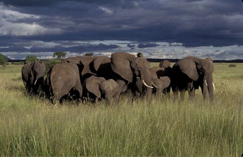 5 Animals With a Moral Compass | Animal Emotions | Live Science