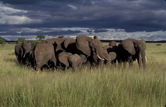 5 Animals With a Moral Compass | Animal Emotions | Live Science