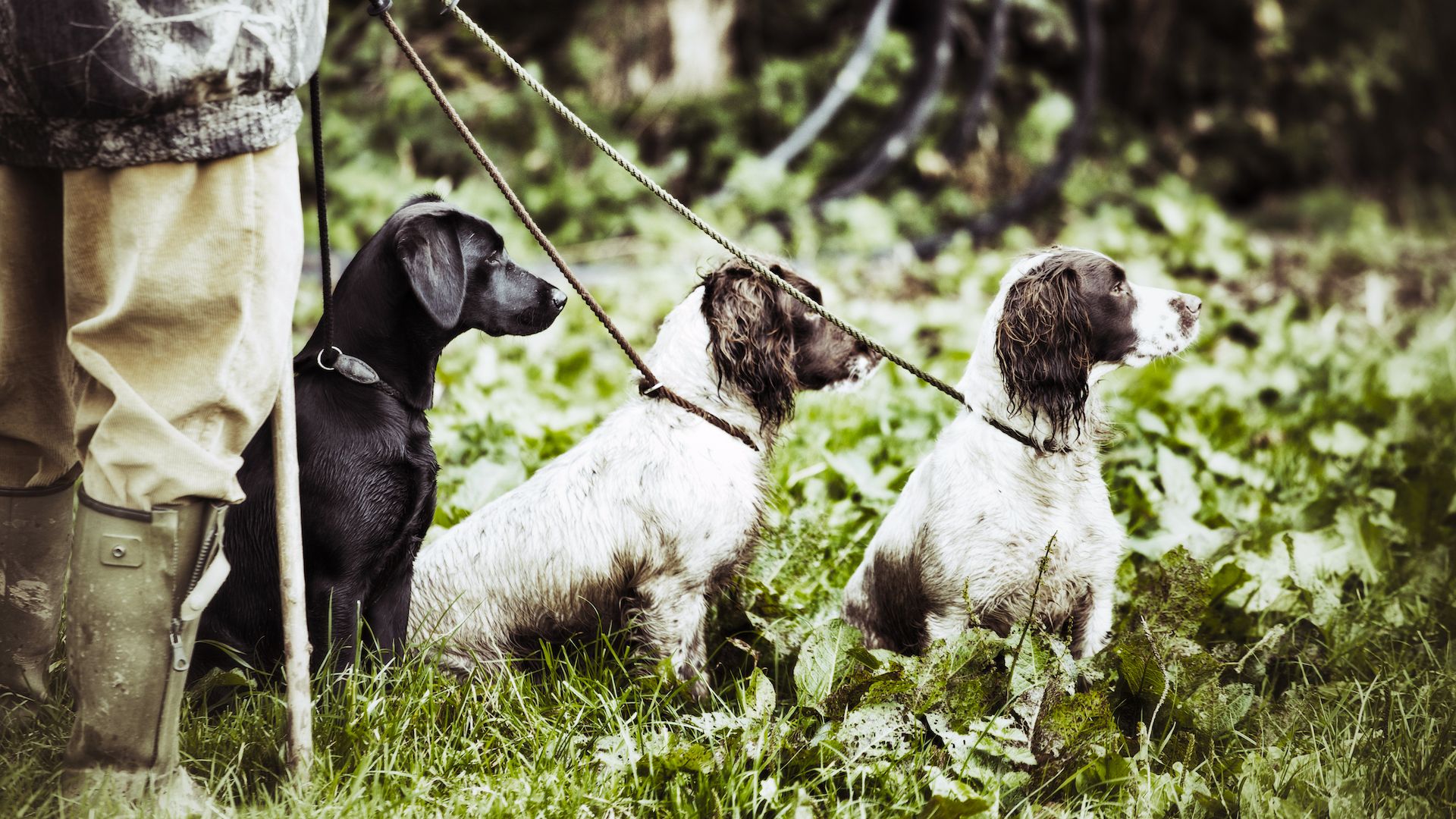 32 reasons gundogs are so popular | PetsRadar
