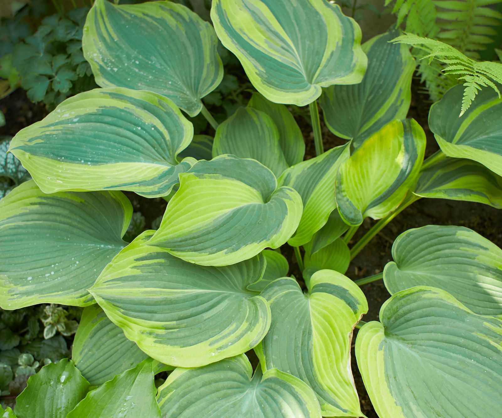 Hostas care and growing guide: tips for these foliage plants | Homes ...